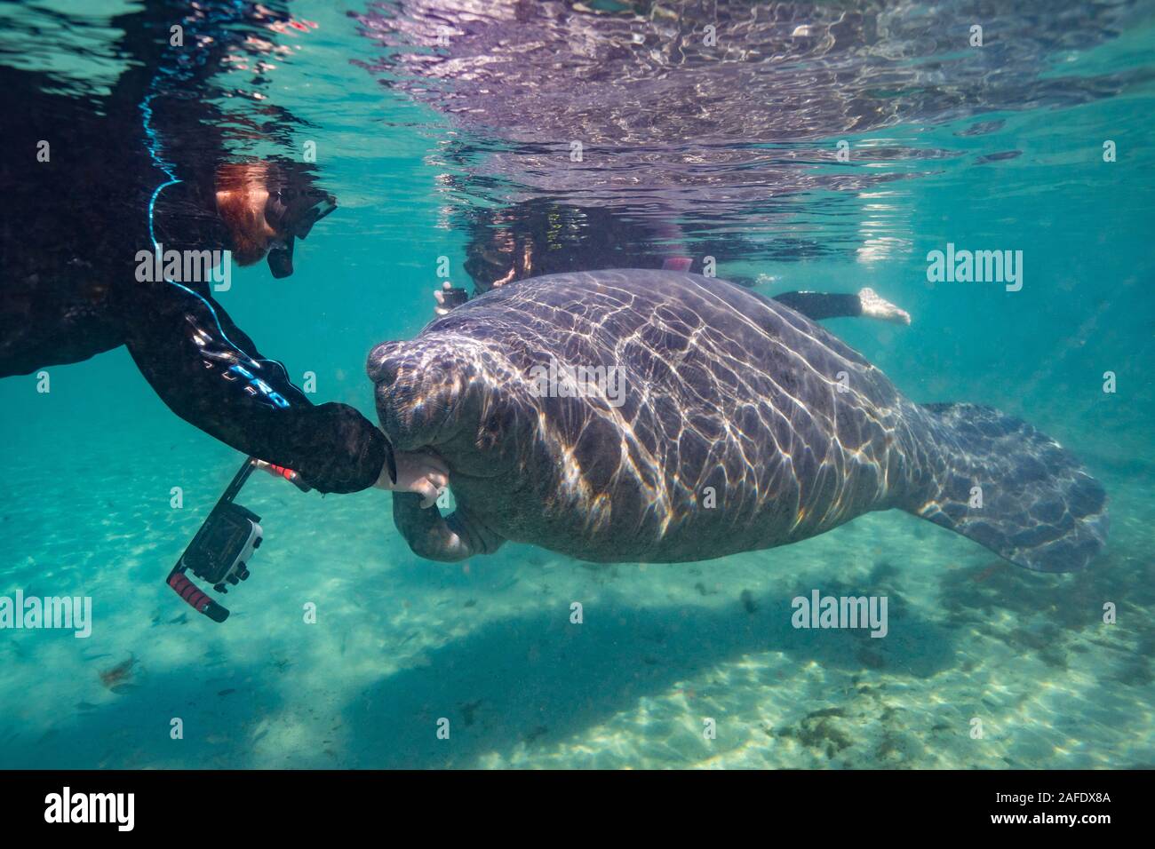 Manatee tour hi-res stock photography and images - Alamy