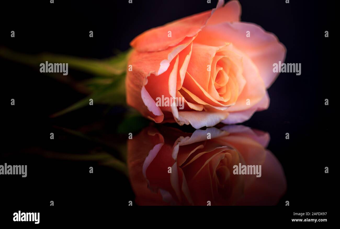 lying rose in front of black background with reflection Stock Photo - Alamy