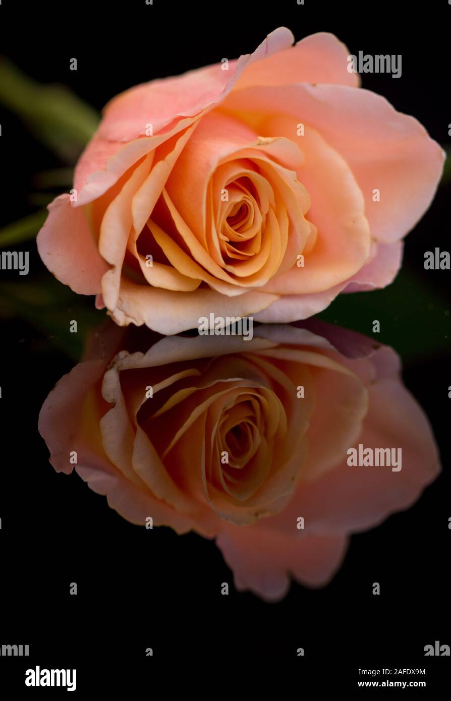 lying rose in front of black background with reflection Stock Photo - Alamy