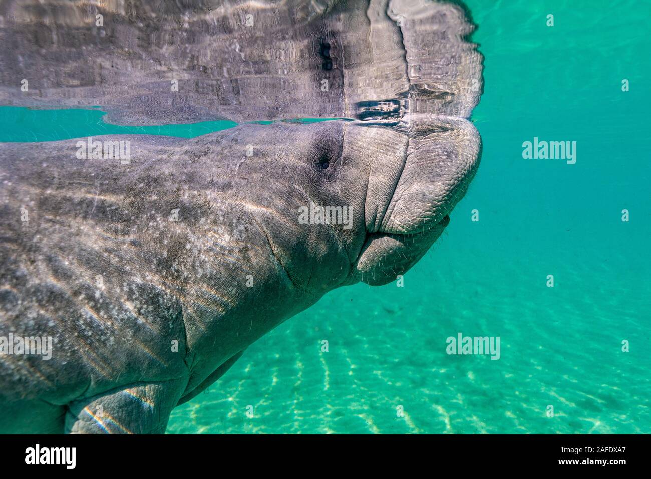 Marine mammal fauna hi-res stock photography and images - Alamy