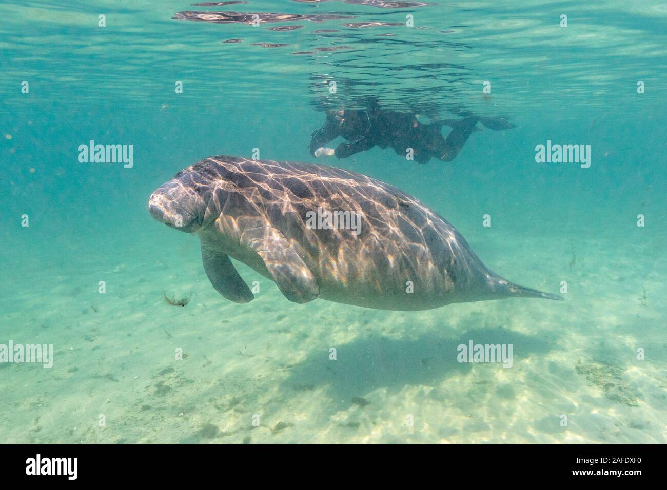 CRYSTAL RIVER, FL, DECEMBER 4, 2019: A local dive master swims at ...