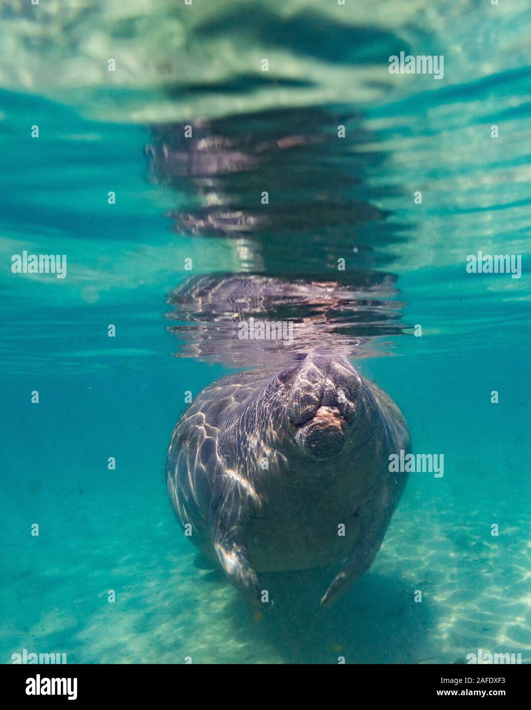 A West Indian Manatee (Trichechus manatus) surfaces for air. Manatees ...