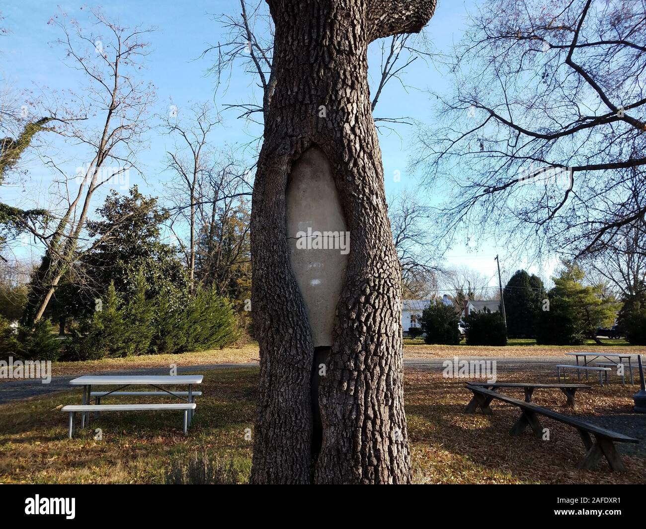 grey old cracked cement inside a tree trunk Stock Photo - Alamy