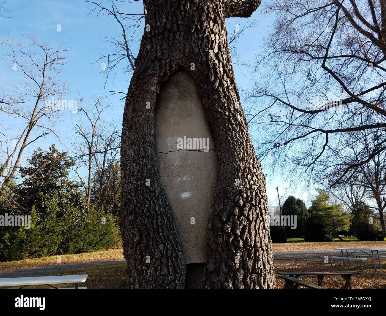 grey old cracked cement inside a tree trunk Stock Photo - Alamy