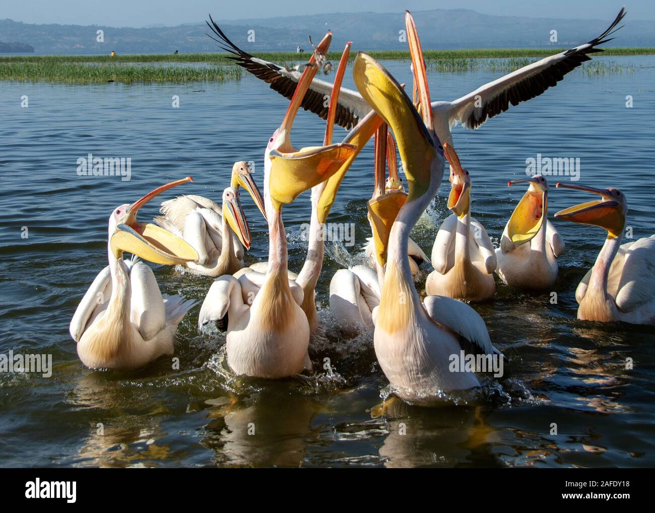 Ethiopia rift valley lake langano hi-res stock photography and images ...