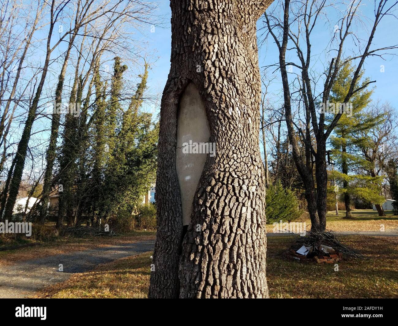 Concrete inside a tree hi-res stock photography and images - Alamy