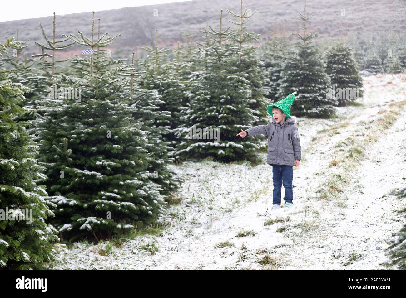 Oisin Carson, aged 5 picks a Christmas tree at Wicklow Way Christmas ...