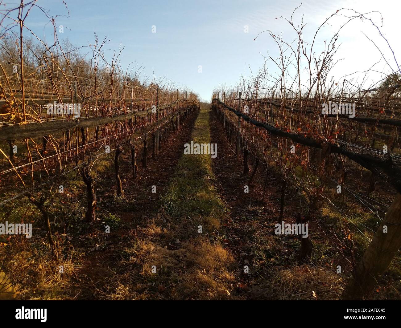 plants or vines growing in vineyard with wooden posts Stock Photo - Alamy