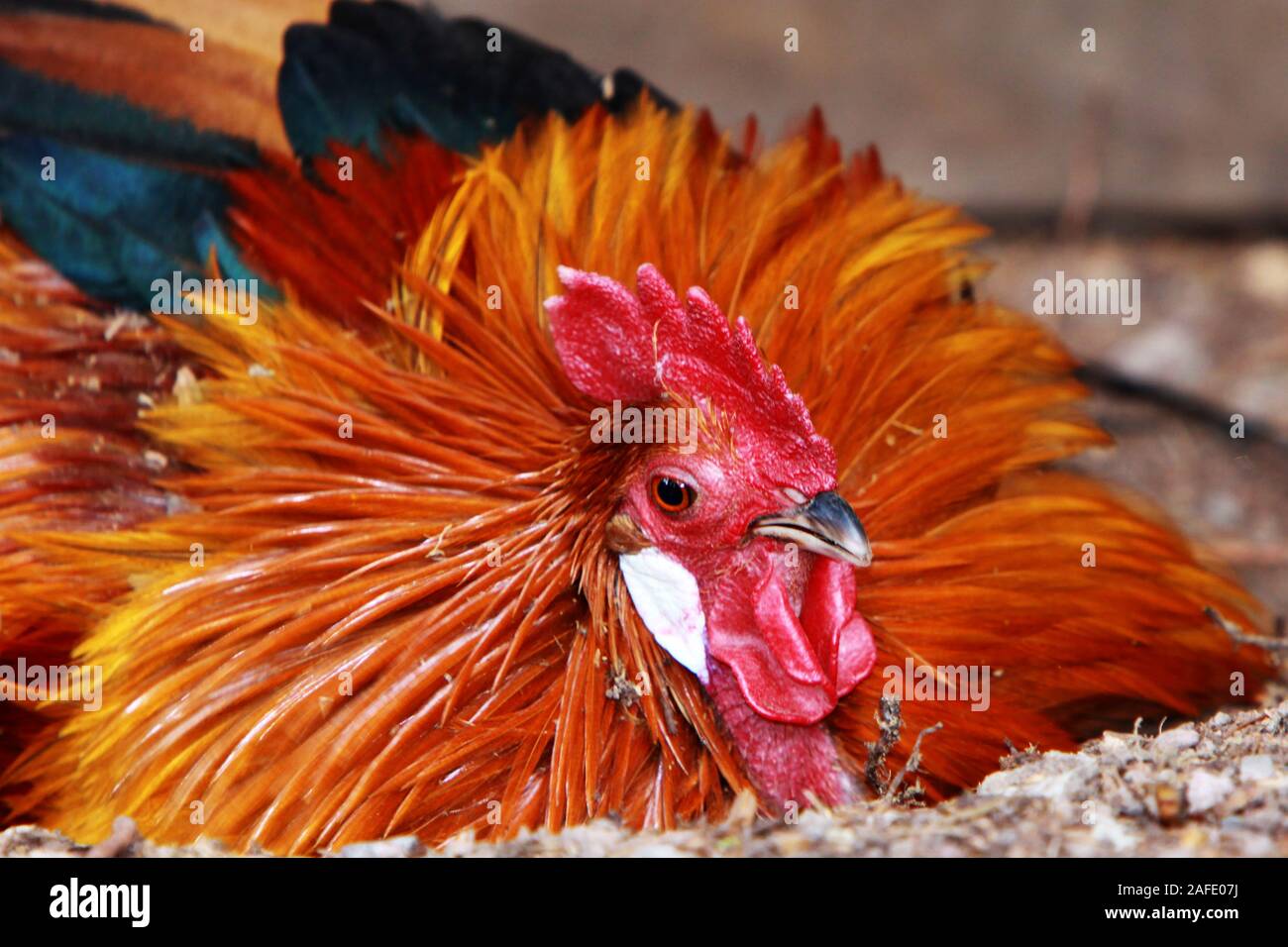 Im Sand badender Hahn, Portrait Stock Photo - Alamy