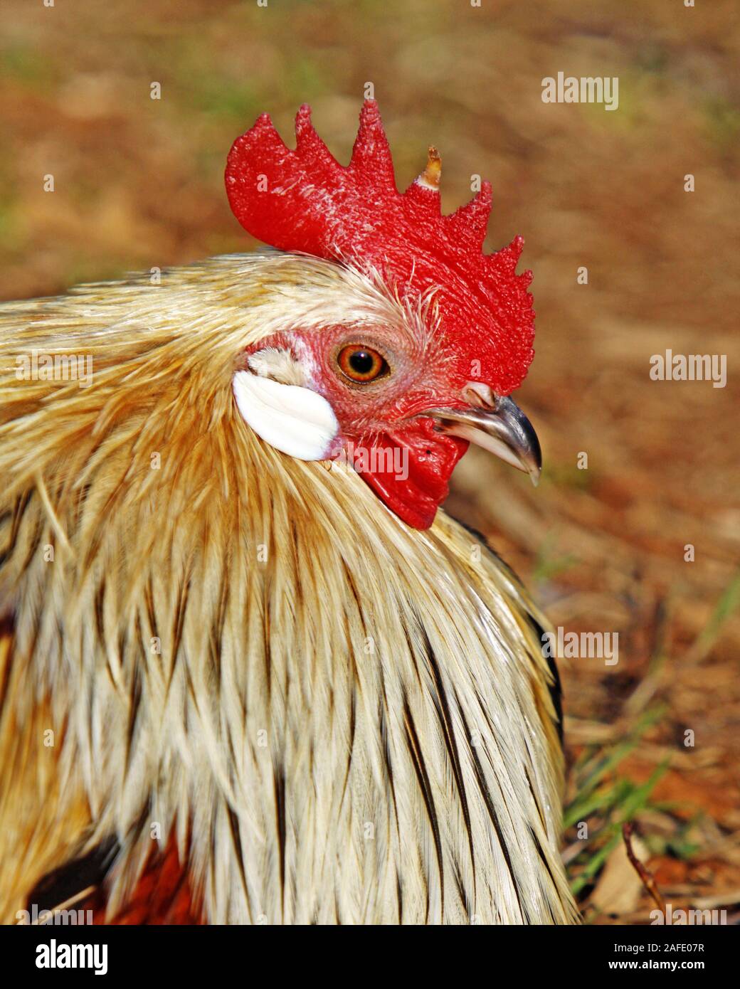 Phoenix huhn hi-res stock photography and images - Alamy