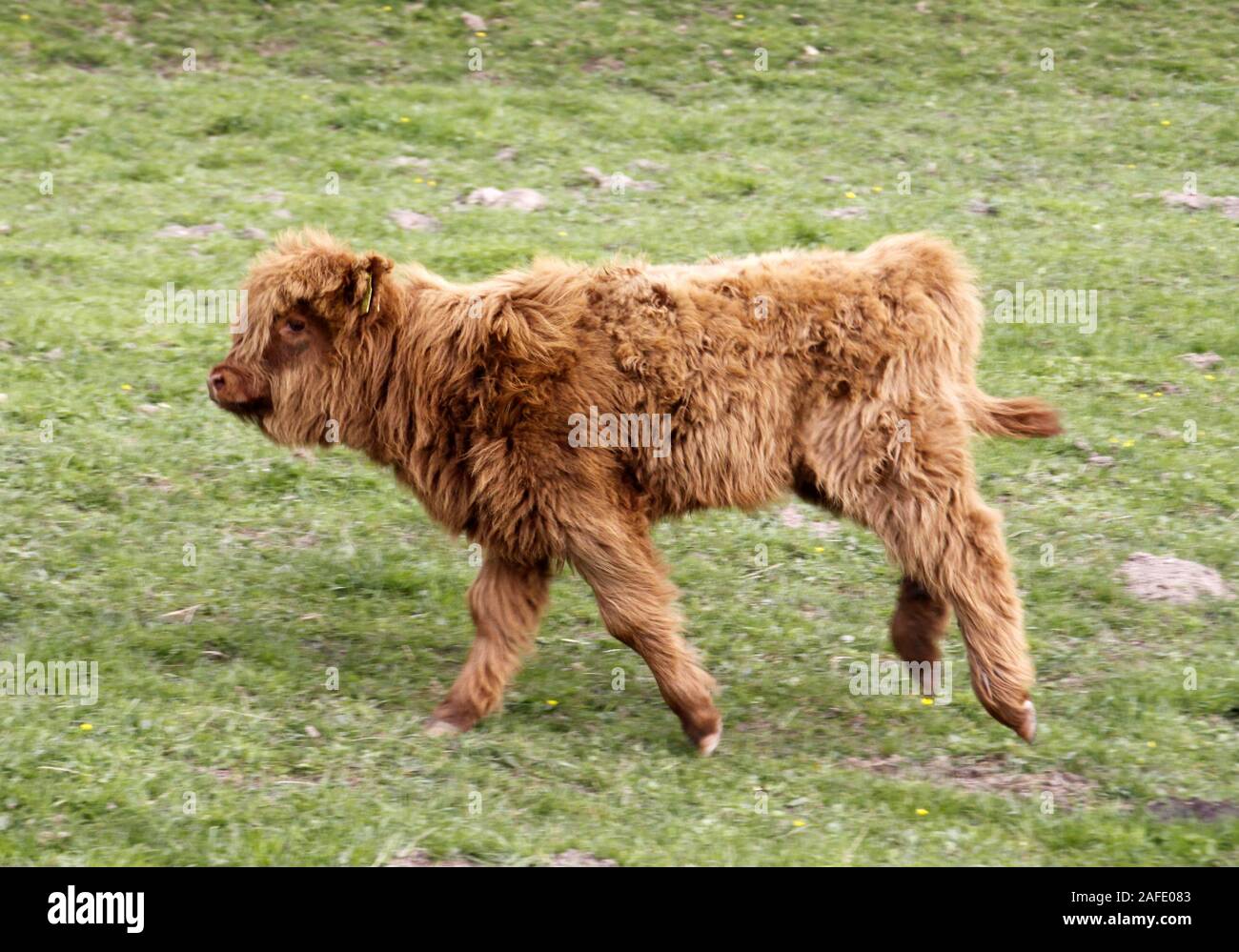 Schottisches hochlandrind hi-res stock photography and images - Alamy