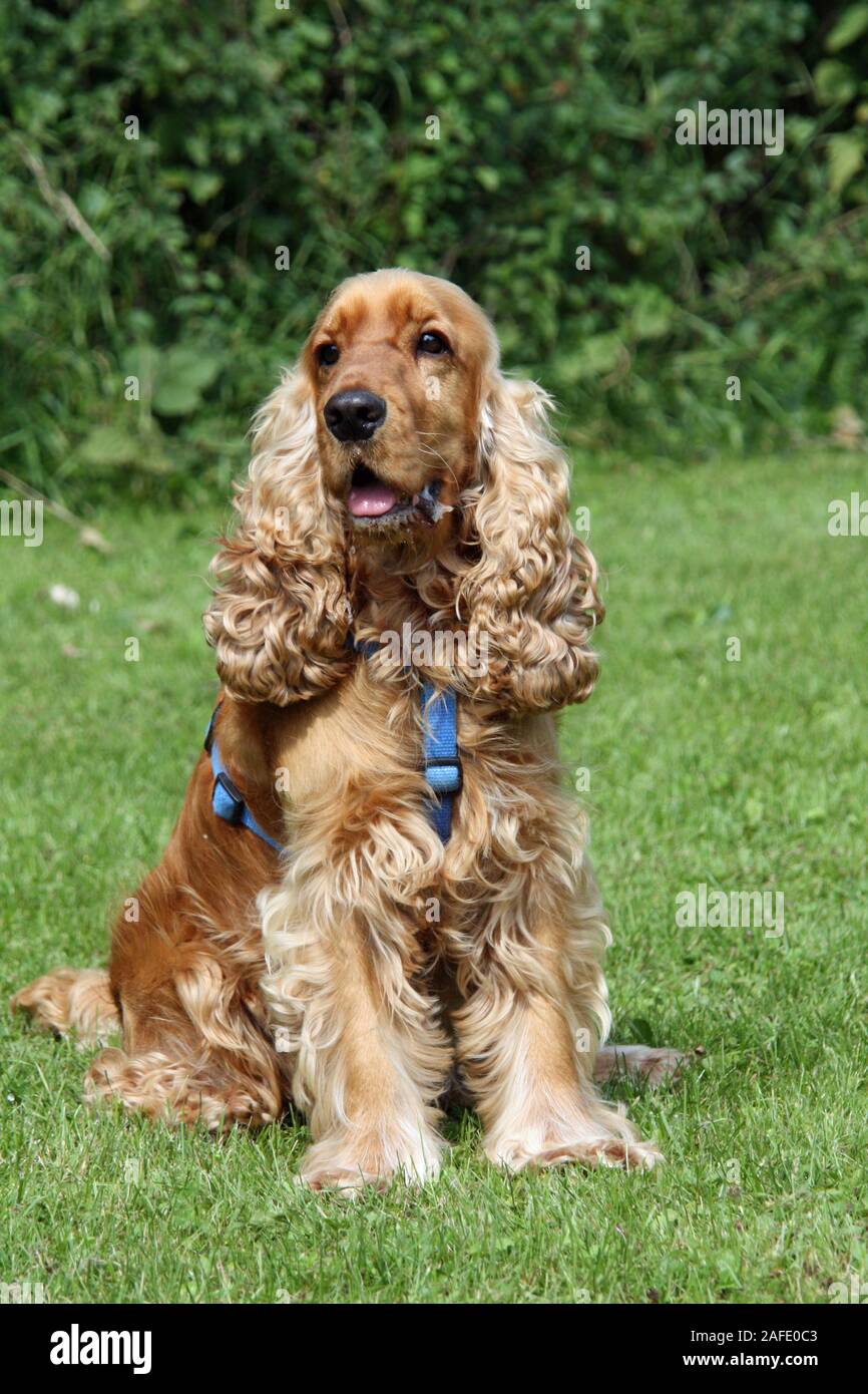 Cocker spaniel hund hunde hi-res stock photography and images - Alamy
