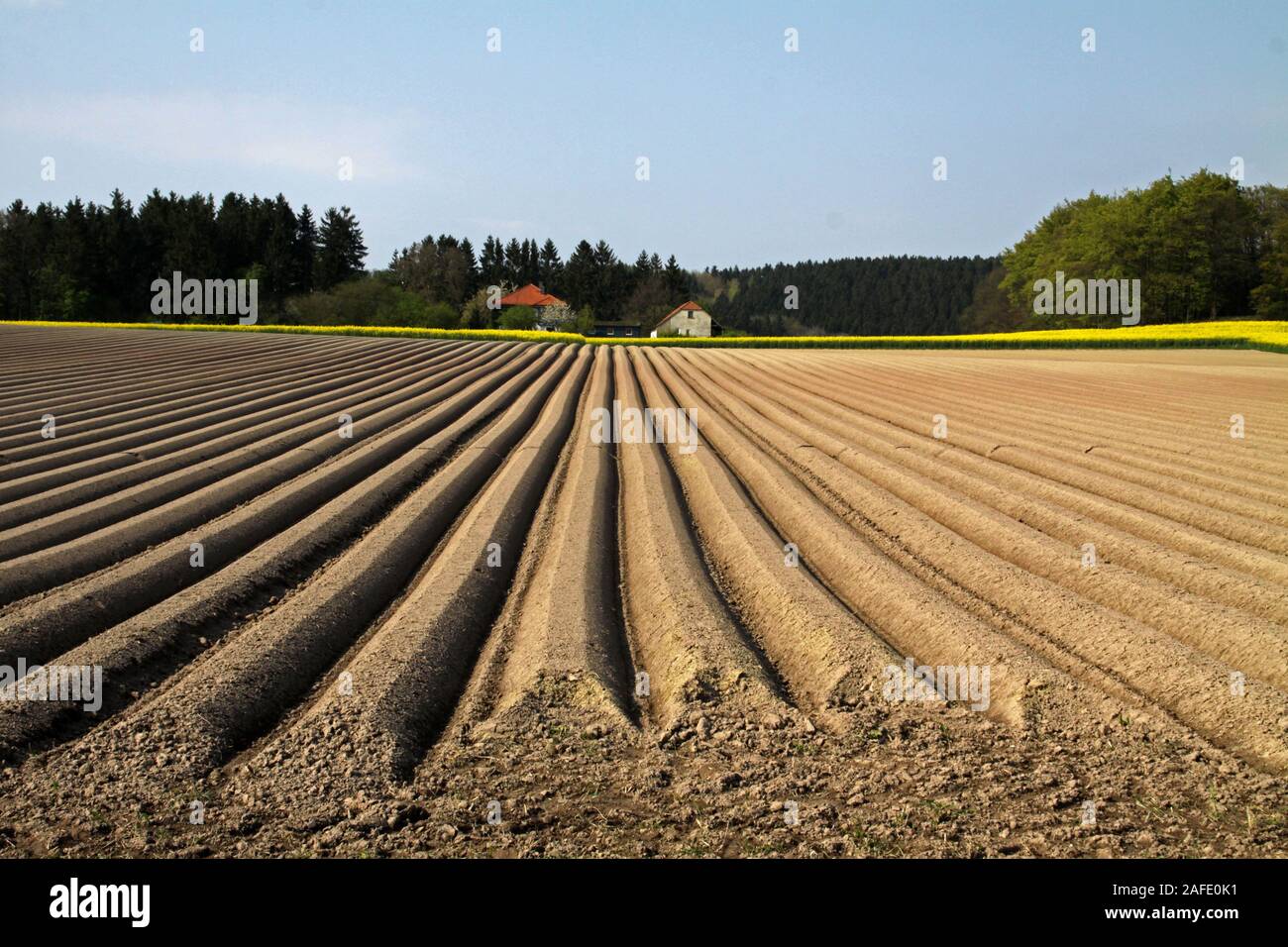 Ackerfurchen für Karottenanbau Stock Photo - Alamy