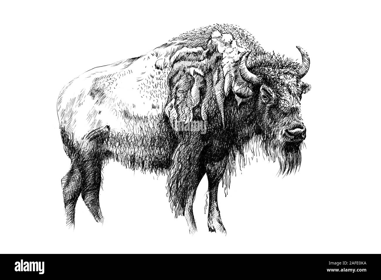 Hand drawn bison, sketch graphics monochrome illustration on white ...