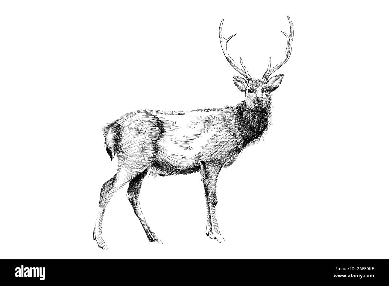 Deer Sketch