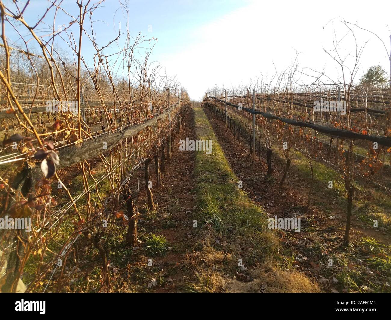plants or vines growing in vineyard with wooden posts Stock Photo - Alamy