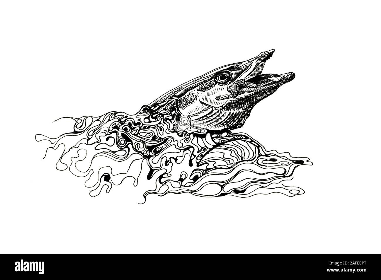 Hand drawn fish, sketch graphics monochrome illustration on white ...