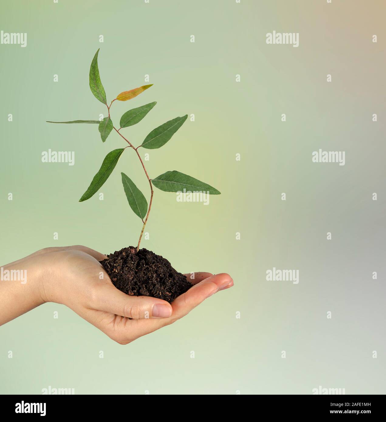 Sapling in hand Stock Photo - Alamy