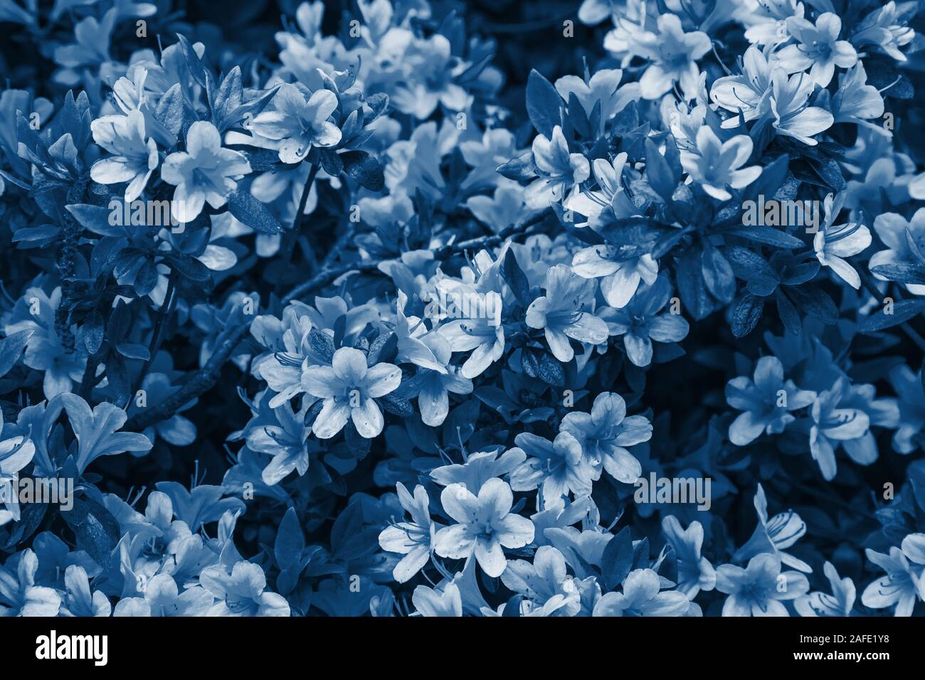 Blue azalea bush hi-res stock photography and images - Alamy