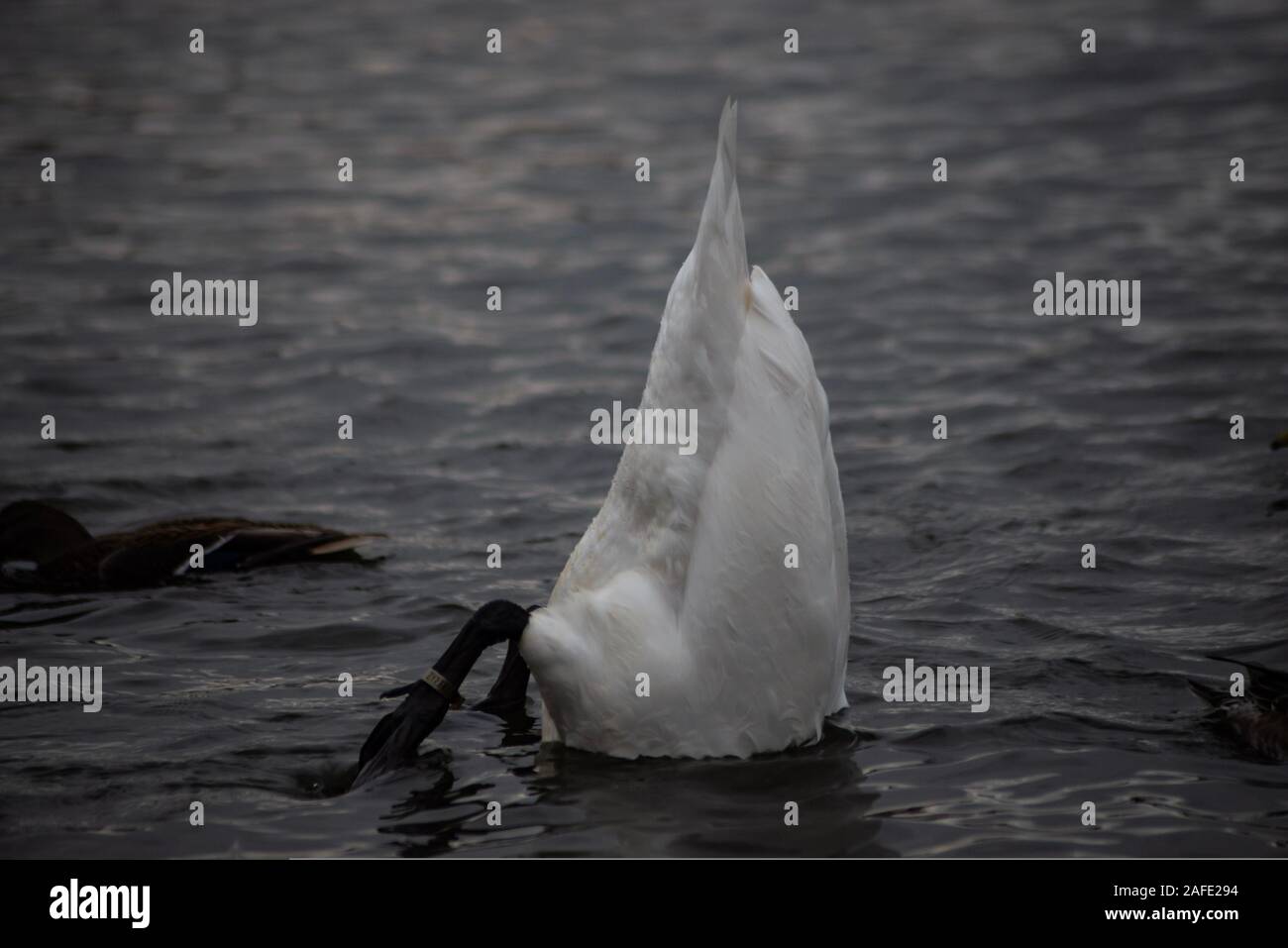 Swans bottom up Stock Photo - Alamy