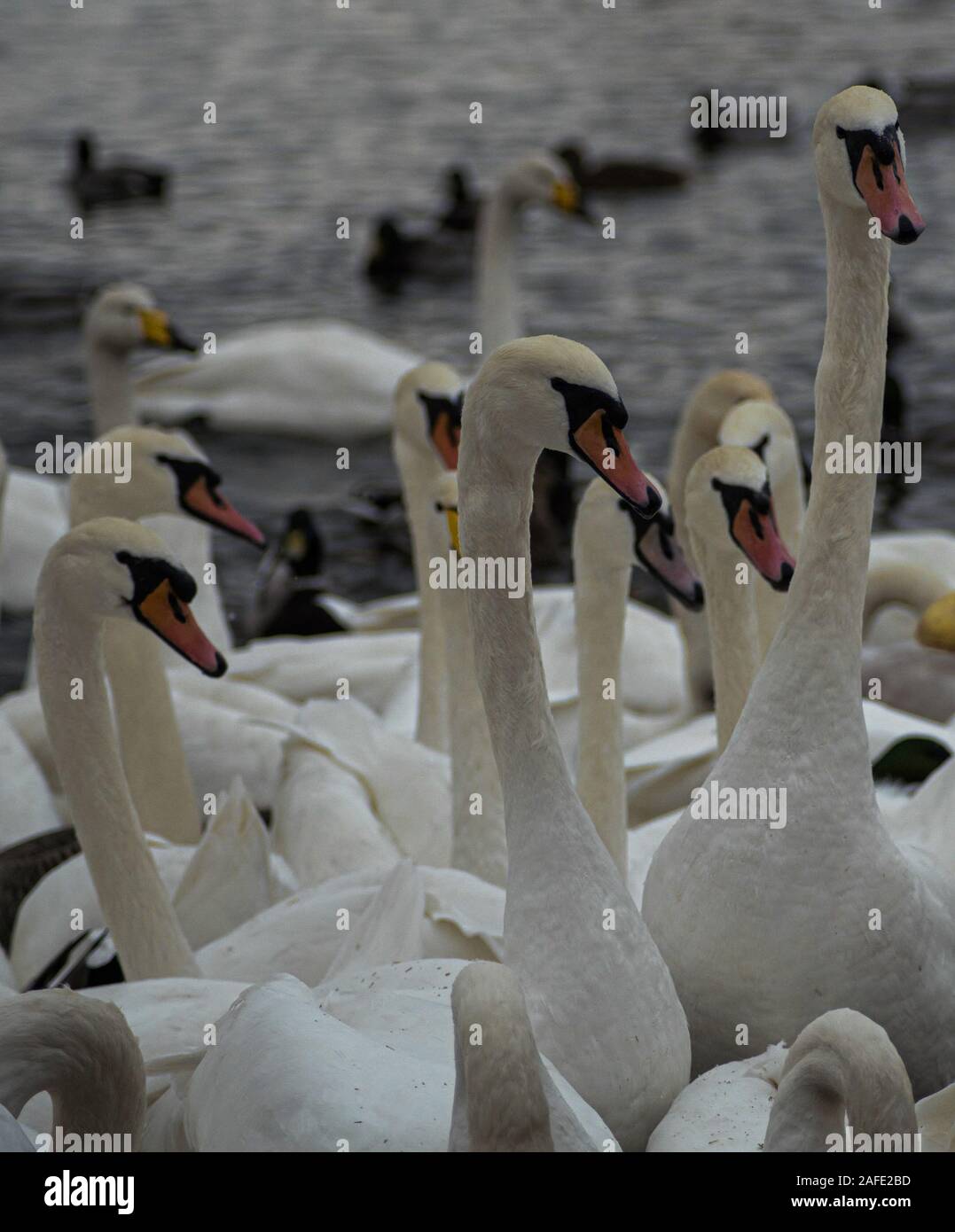 British wild birds hi-res stock photography and images - Alamy