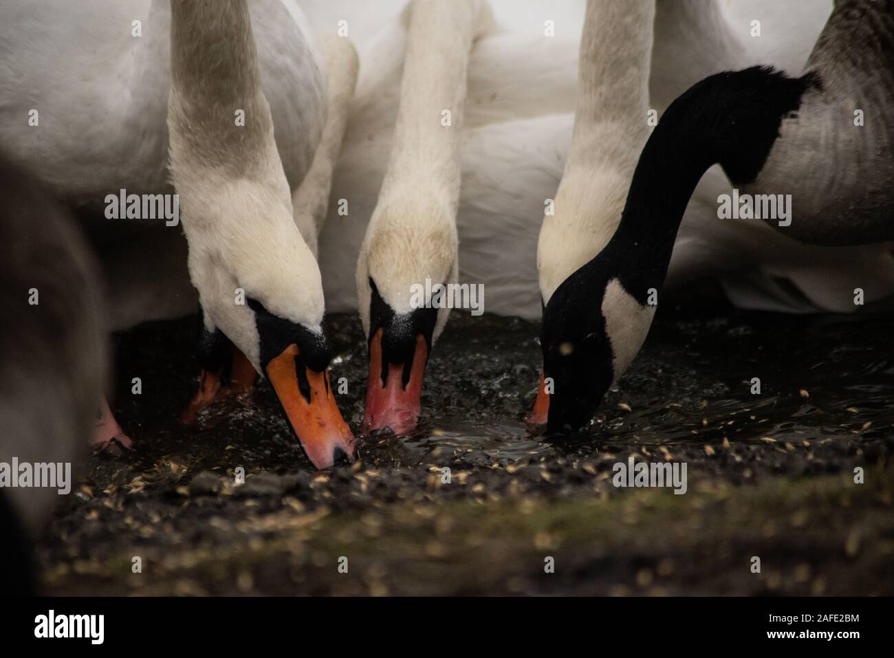 British wild birds hi-res stock photography and images - Alamy