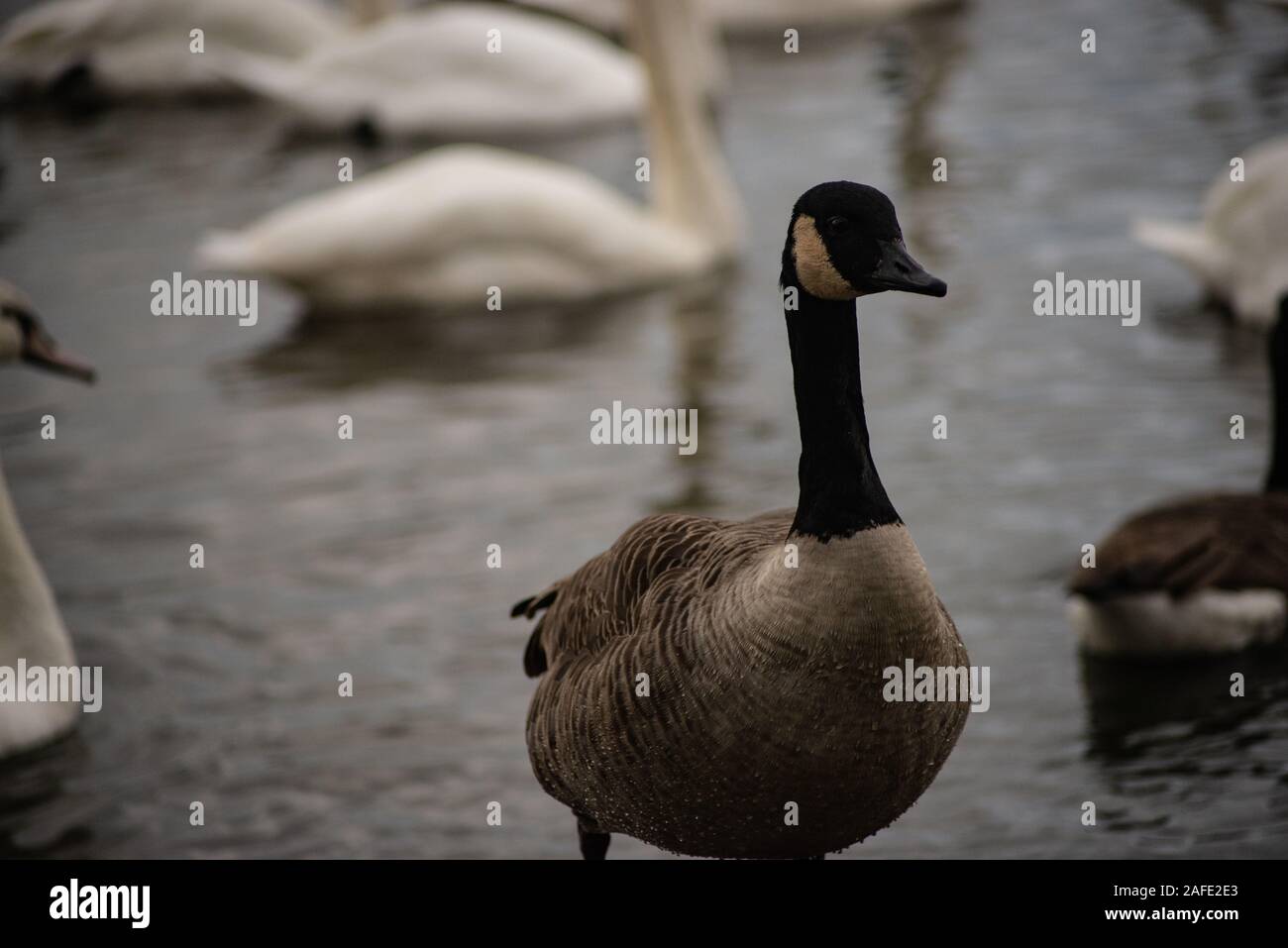 Goose swans hi-res stock photography and images - Alamy