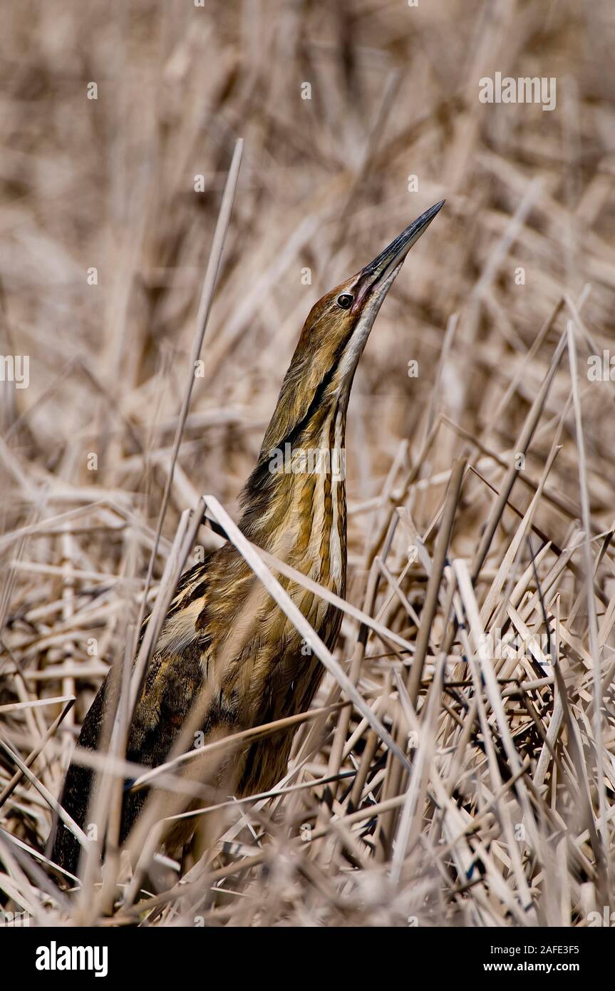 American Bittern in the reeds Stock Photo - Alamy