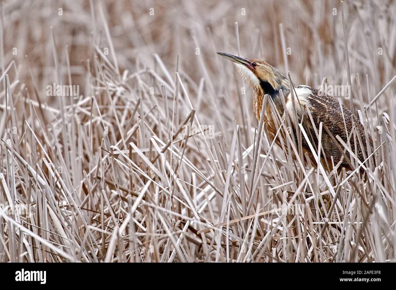 American bittern pics hi-res stock photography and images - Alamy