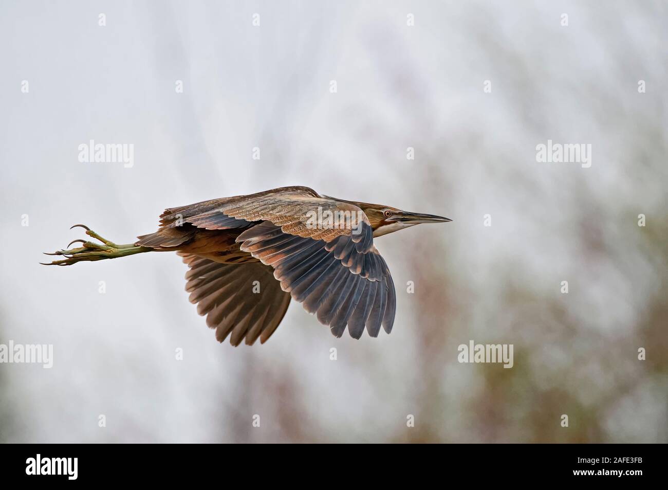 American Bittern Flying Stock Photo - Alamy