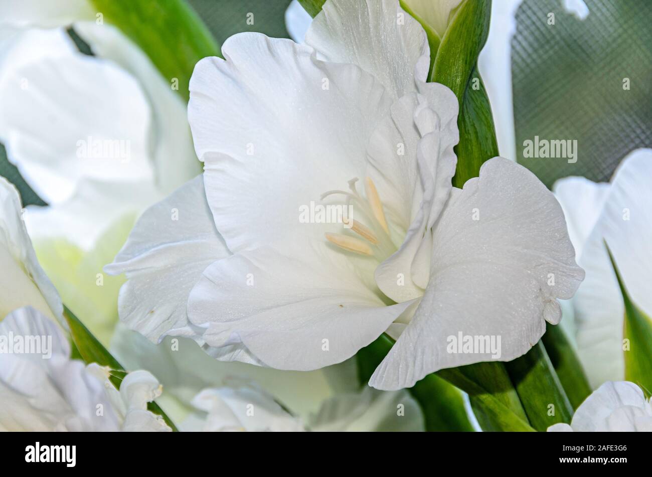 White Gladiolus imbricatus flower, close up Stock Photo - Alamy