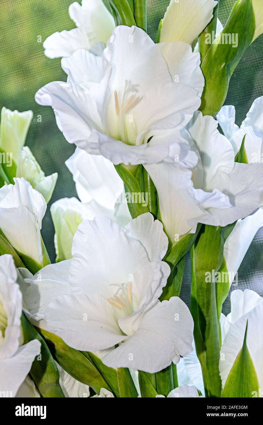 White gladiolus hi-res stock photography and images - Alamy