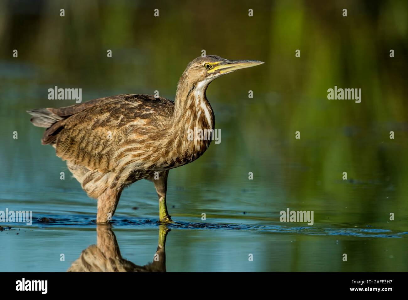 American Bittern wading in water Stock Photo - Alamy