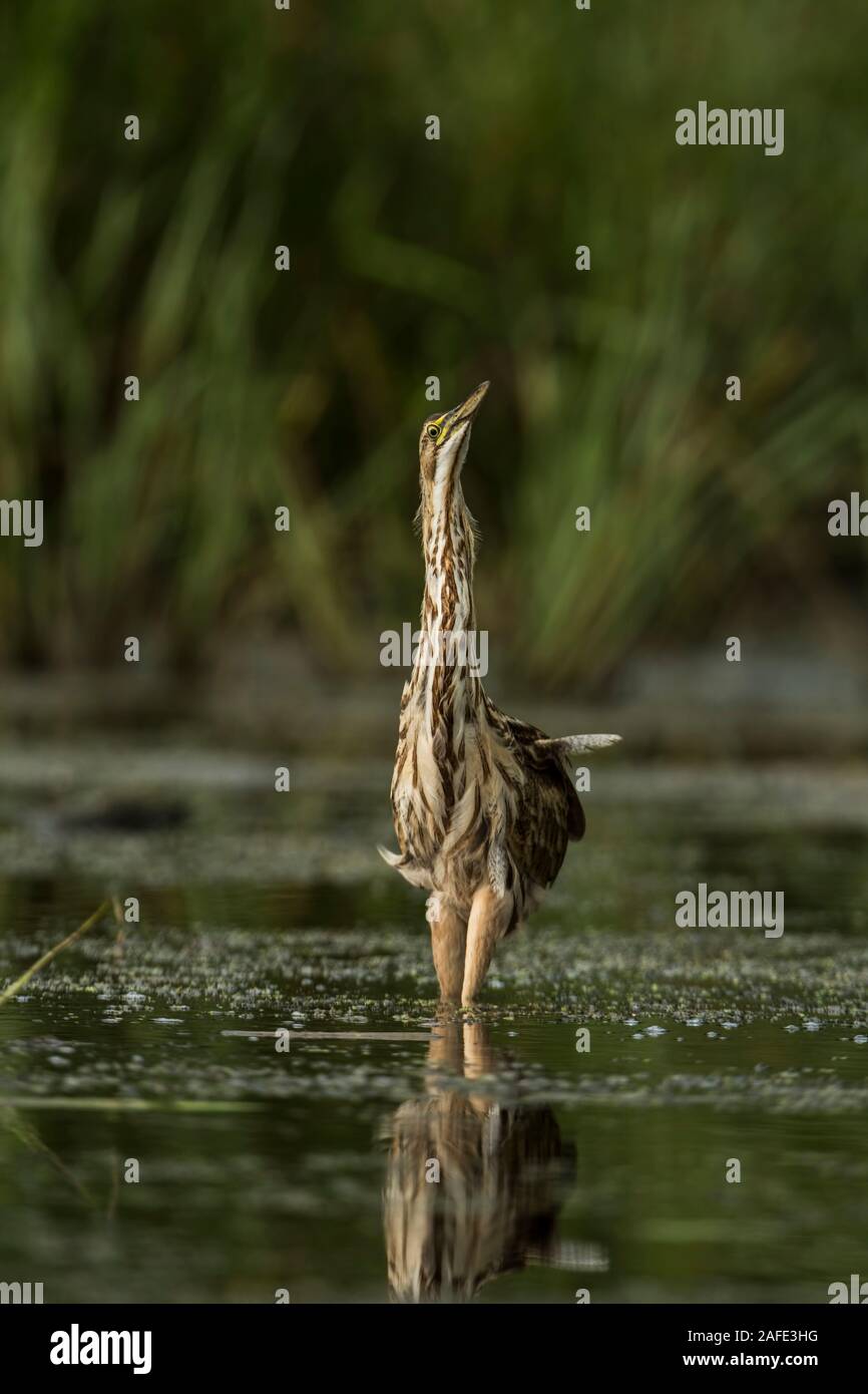 American bittern pics hi-res stock photography and images - Alamy