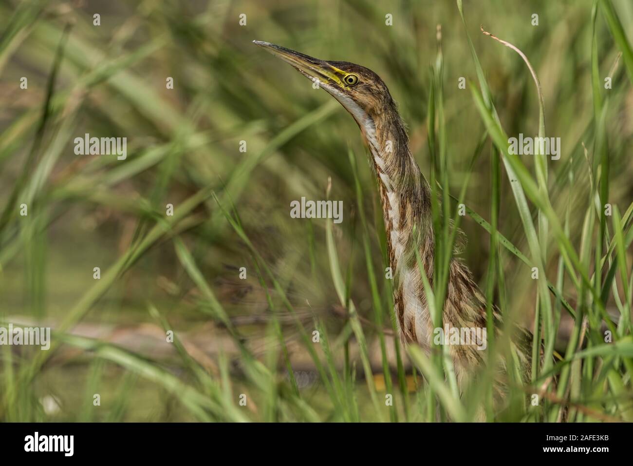 American bittern pictures hi-res stock photography and images - Alamy
