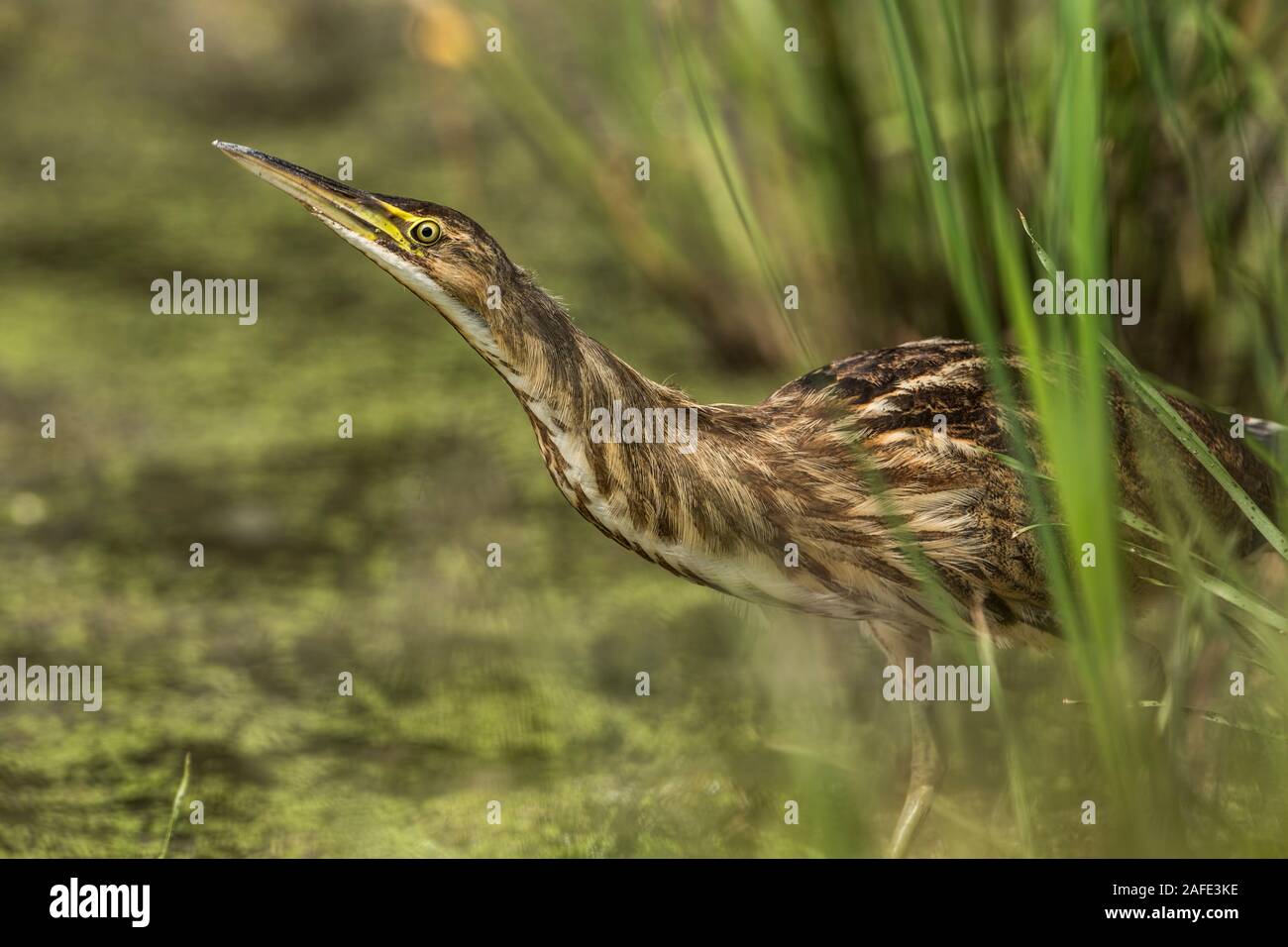 American Bittern in the reeds Stock Photo - Alamy