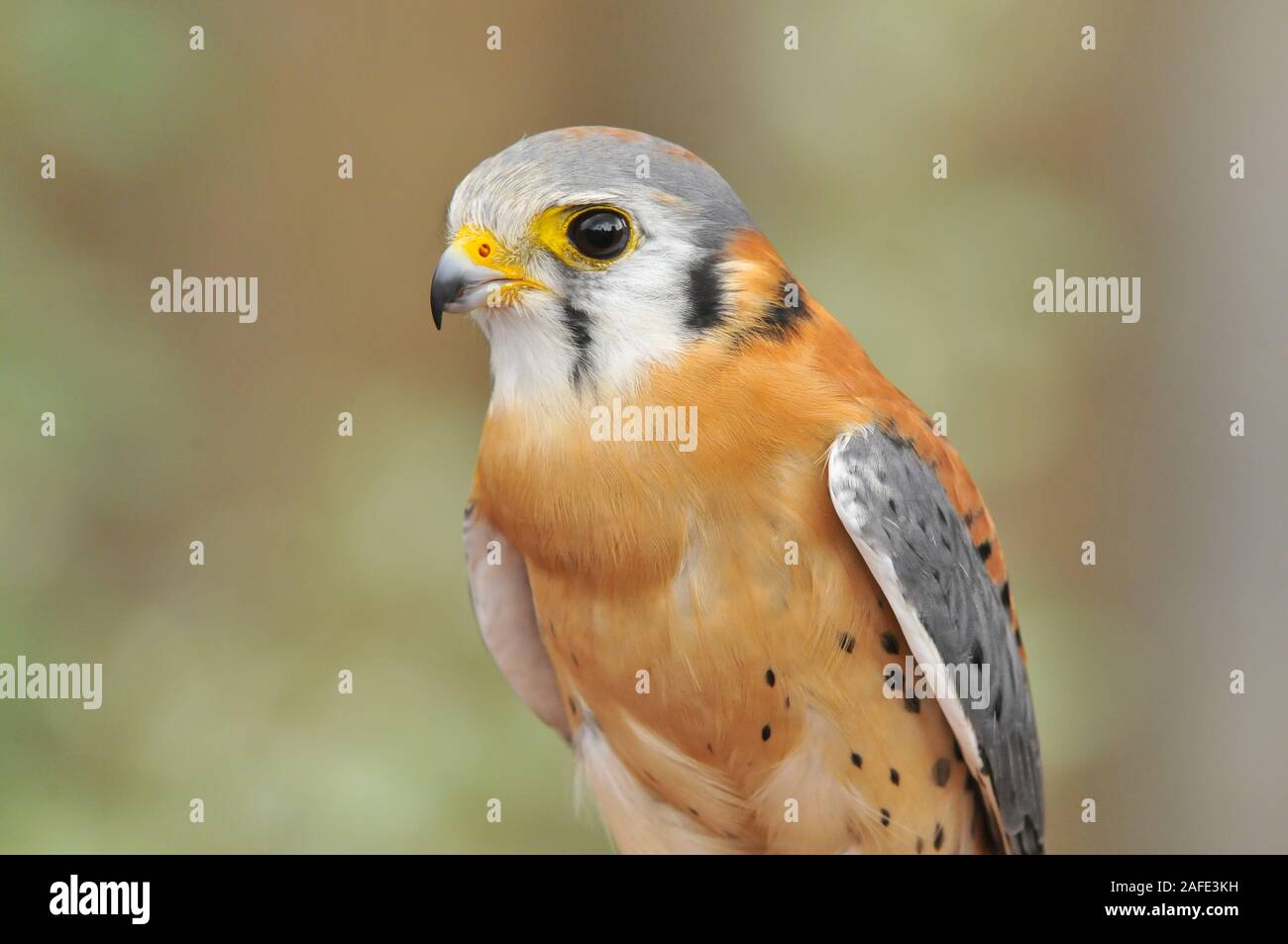 American Kestrel Portrait Stock Photo - Alamy
