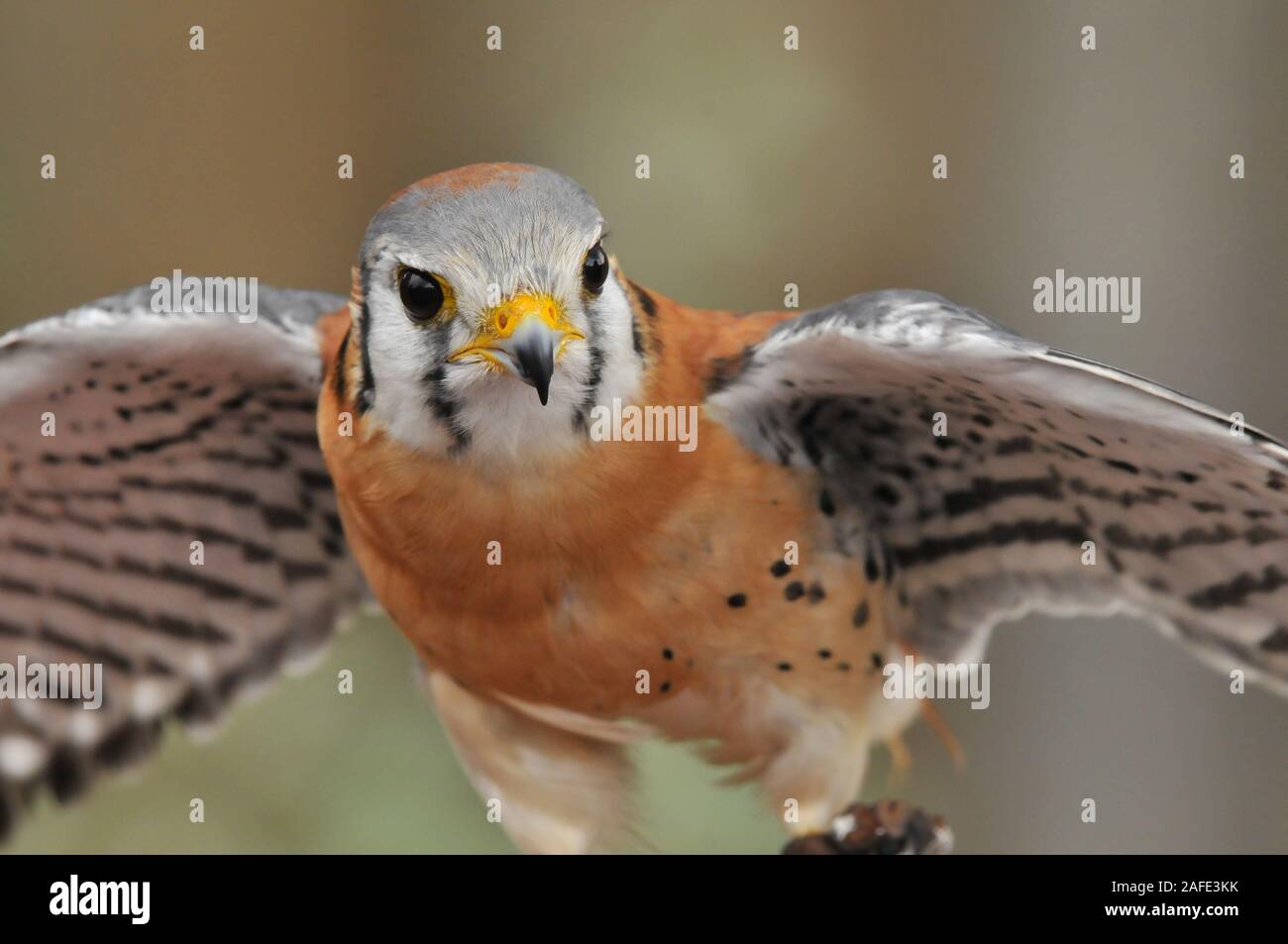 Kestrel pic hi-res stock photography and images - Alamy