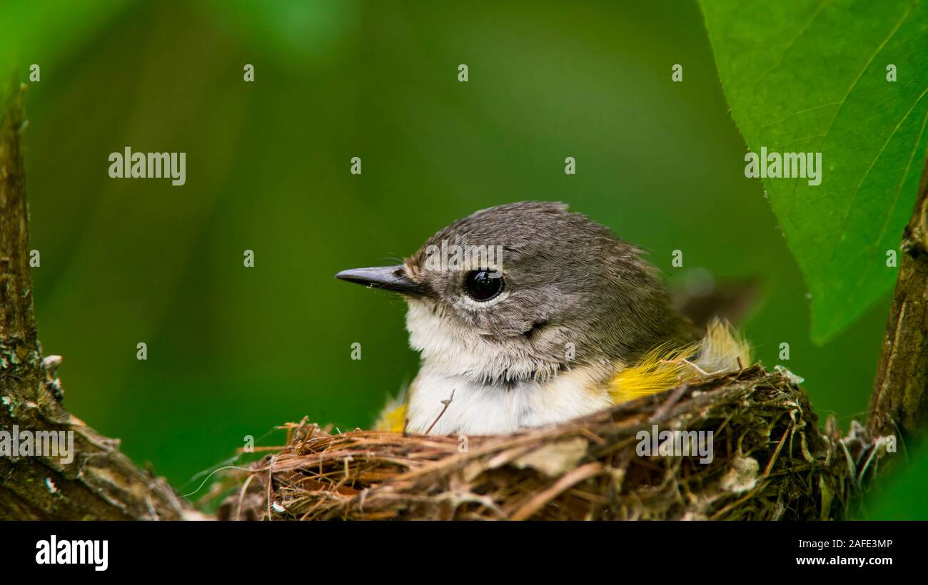 American Redstart Warbler female on nest Stock Photo - Alamy