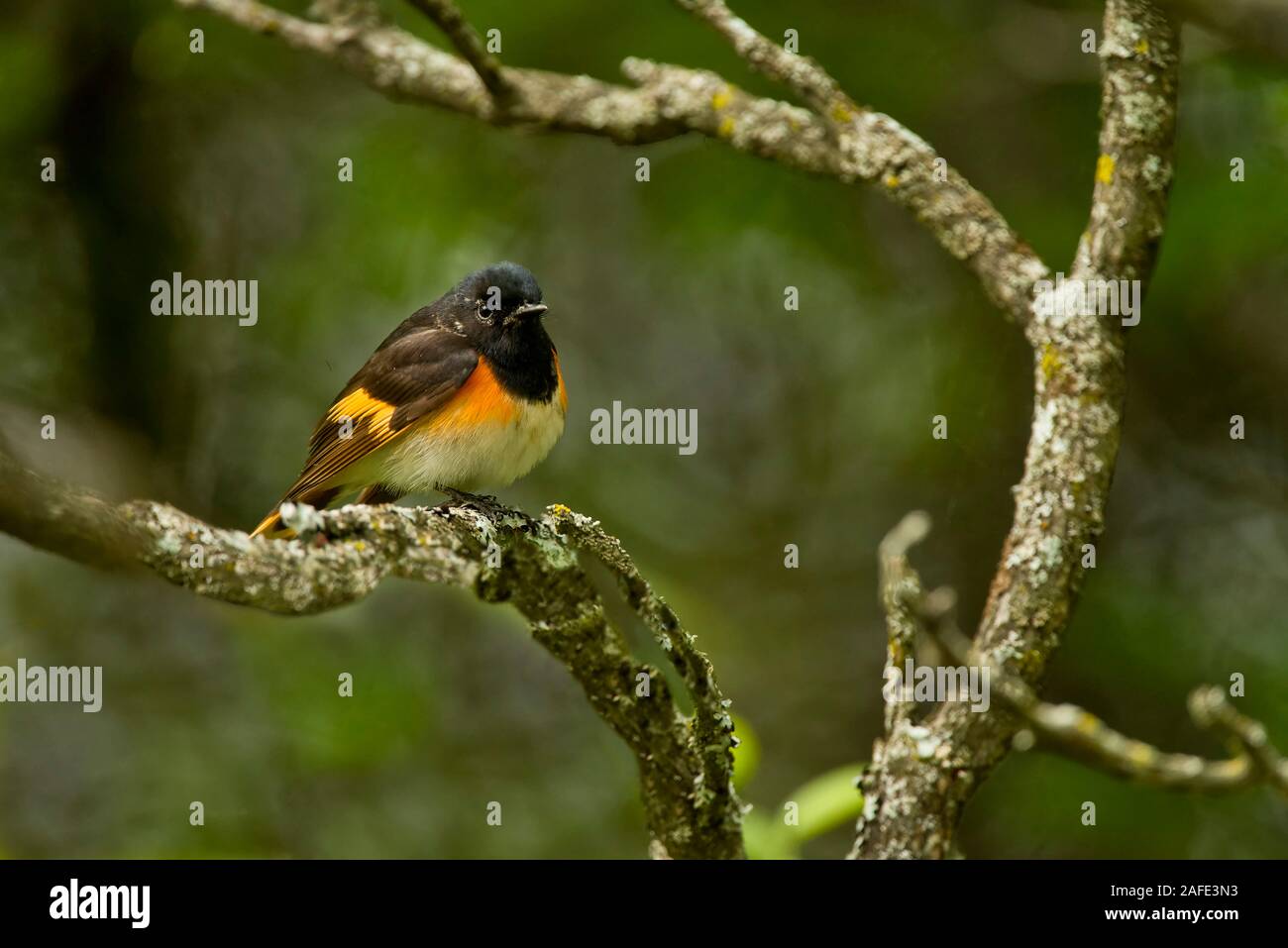 American redstart hi-res stock photography and images - Alamy