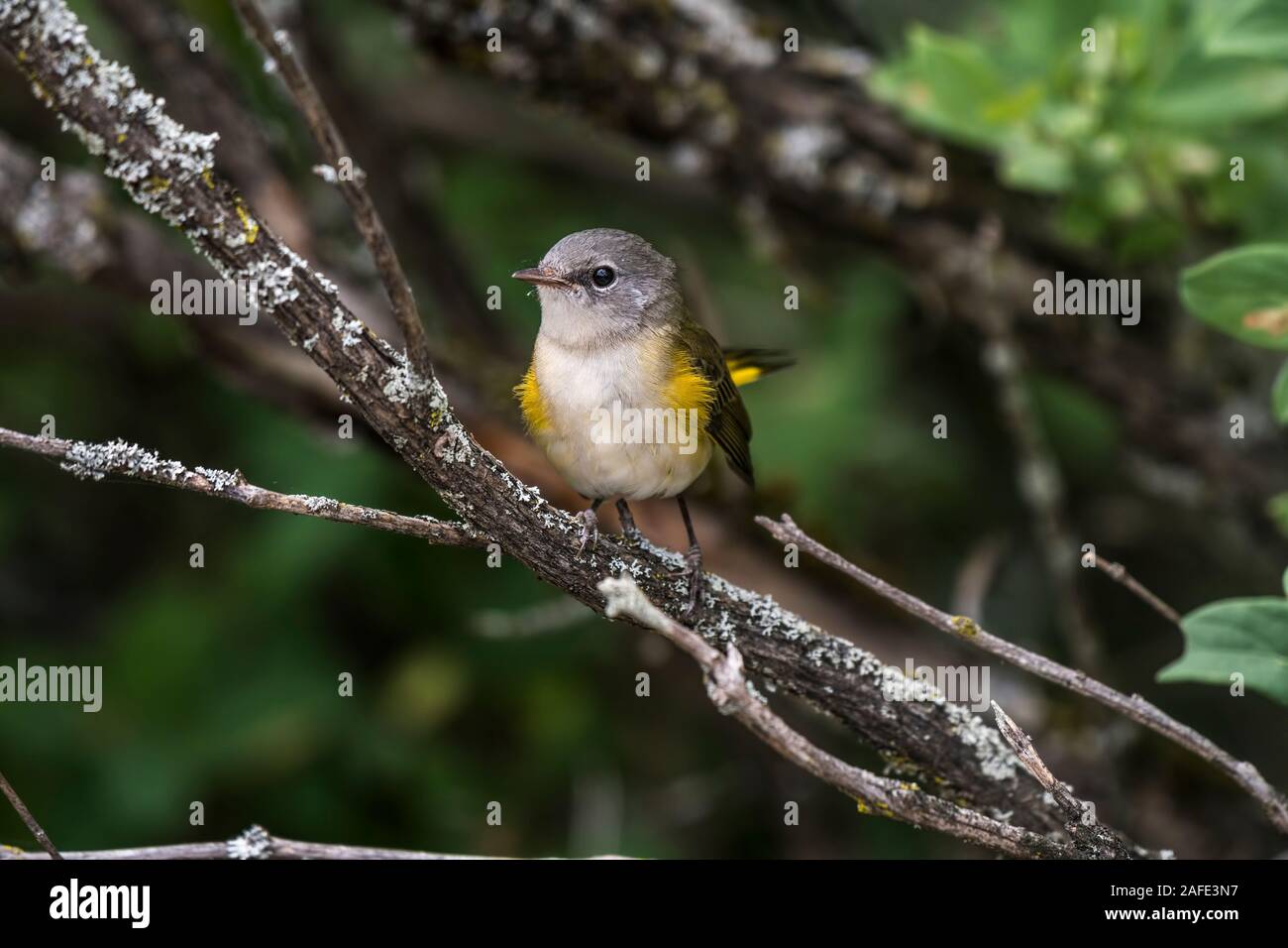 American redstart hi-res stock photography and images - Alamy