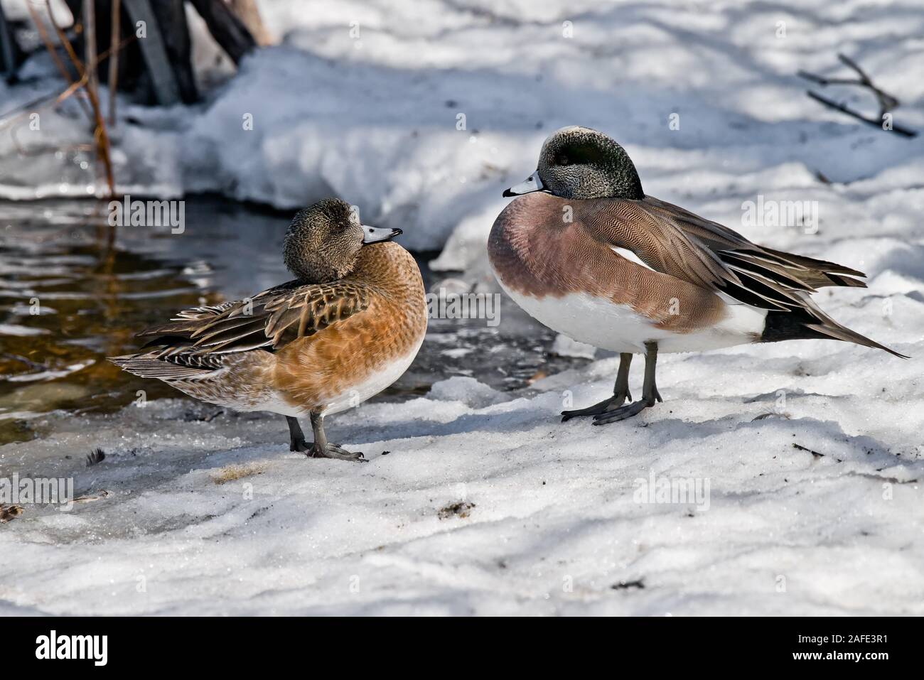 American wigeon pictures hi-res stock photography and images - Alamy