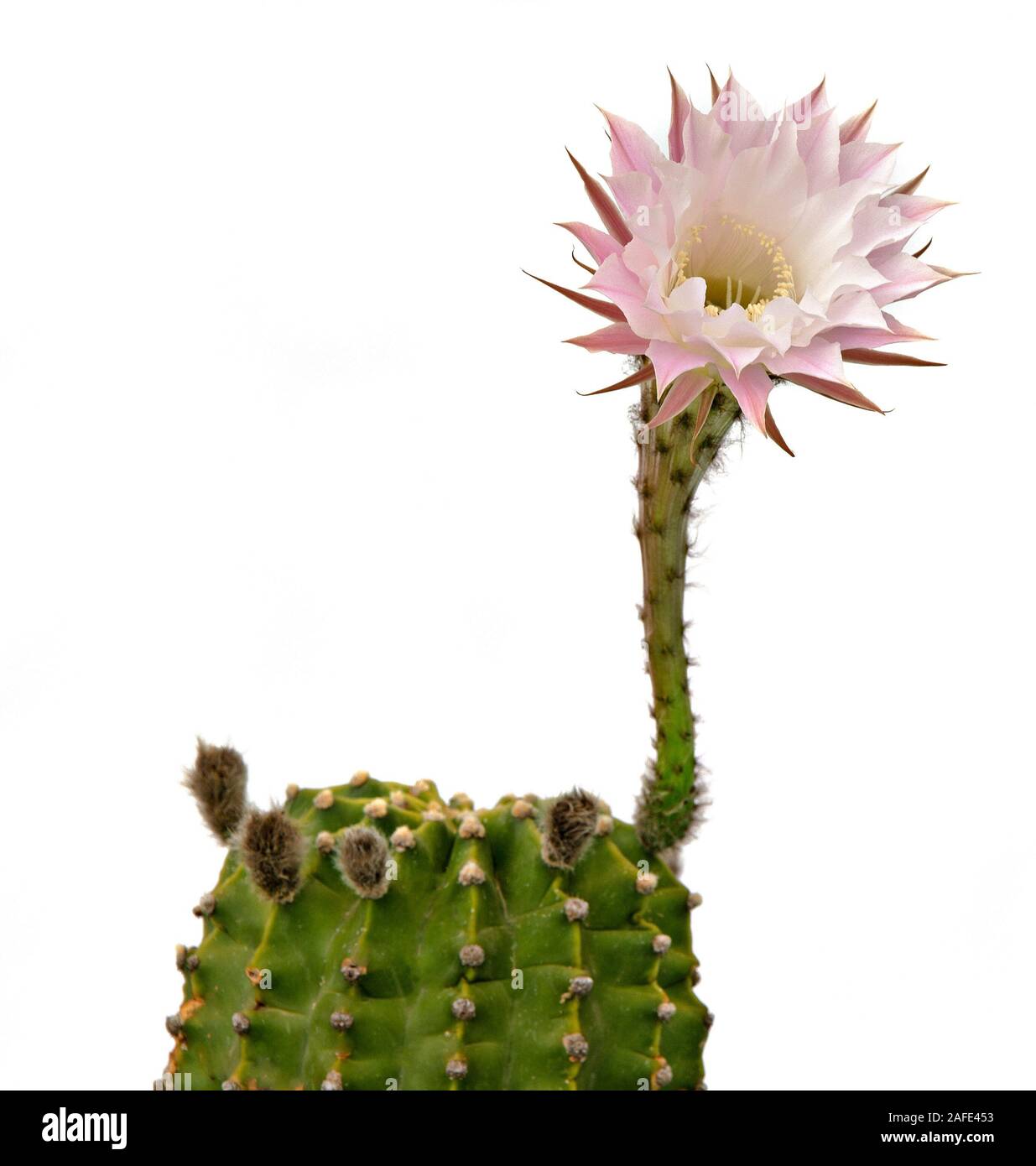 An Easter lily cactus with a flower Stock Photo - Alamy