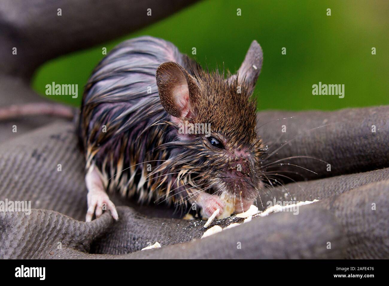 House mice hi-res stock photography and images - Alamy