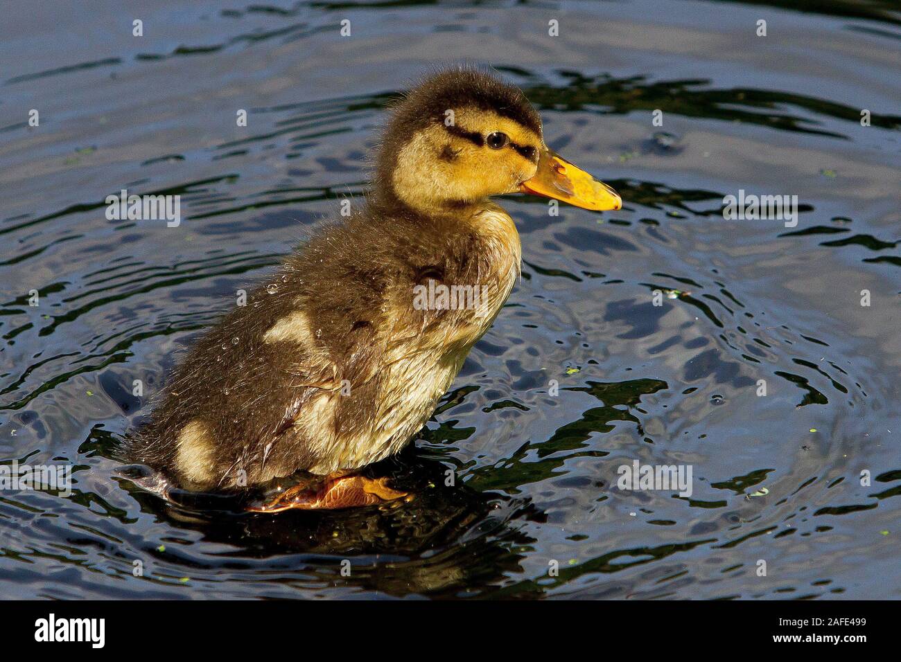 Ducking hi-res stock photography and images - Alamy