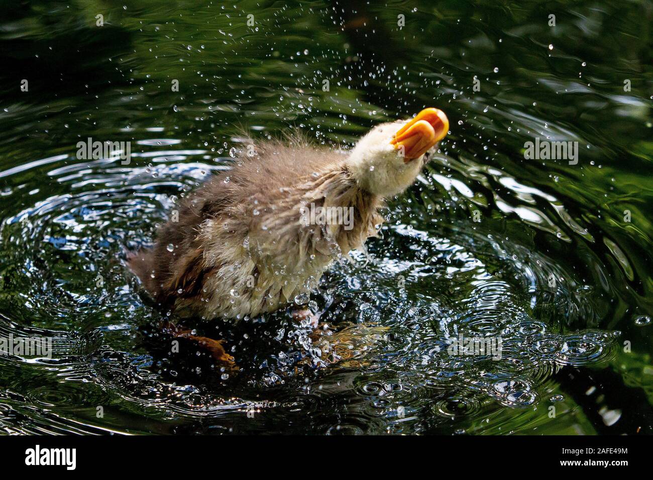 Ducking Down High Resolution Stock Photography and Images - Alamy