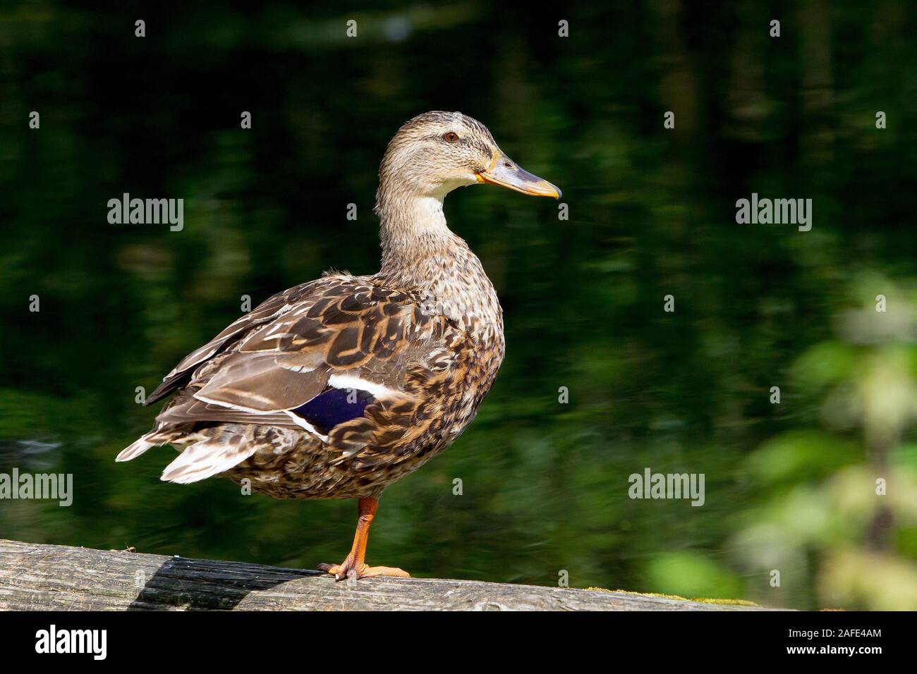 female mallard duck Stock Photo - Alamy
