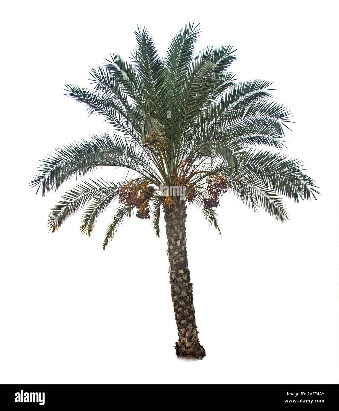 Date palm trunk Cut Out Stock Images & Pictures - Alamy
