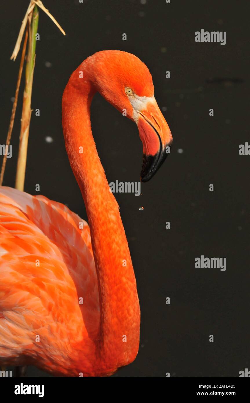 American flamingo photographs hi-res stock photography and images - Alamy