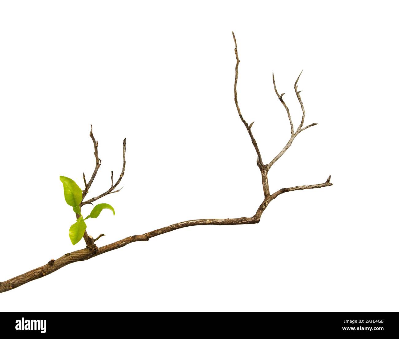 Branch with leaves Stock Photo - Alamy